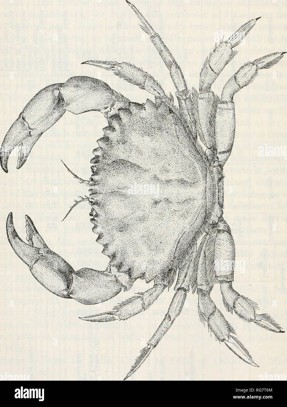 Cancer antennarius hi-res stock photography and images - Alamy