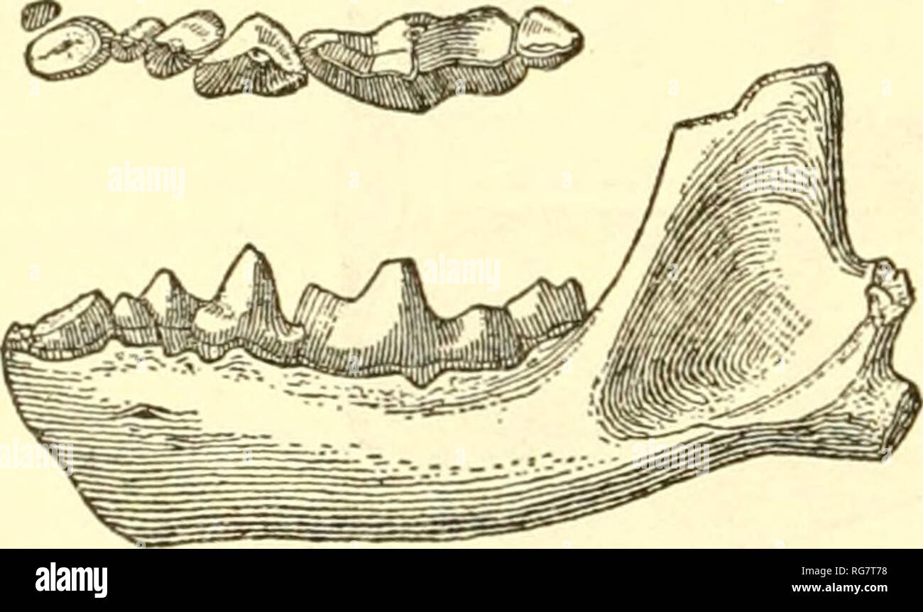 . Bulletin - United States National Museum. Science. 44 BULLETIISr 171 ...