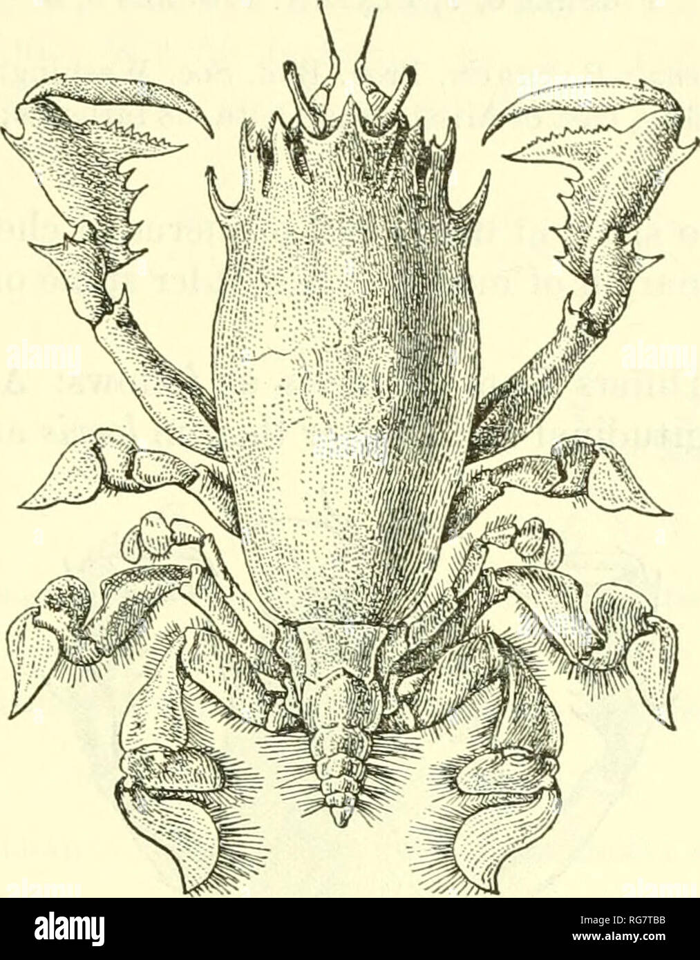 Crabs dorsal view hi-res stock photography and images - Alamy