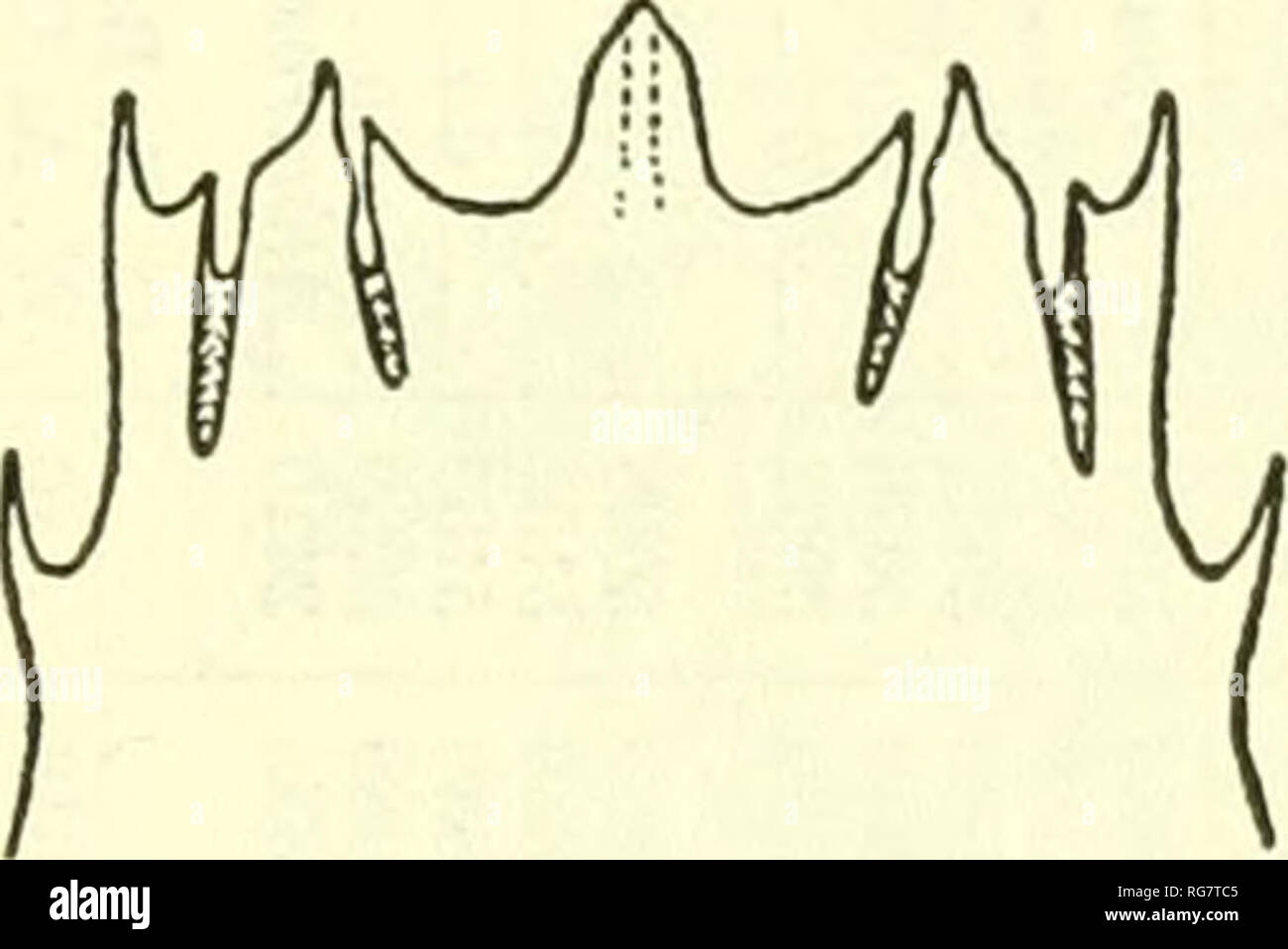 . Bulletin - United States National Museum. Science. OXYSTOMATOUS AND ...
