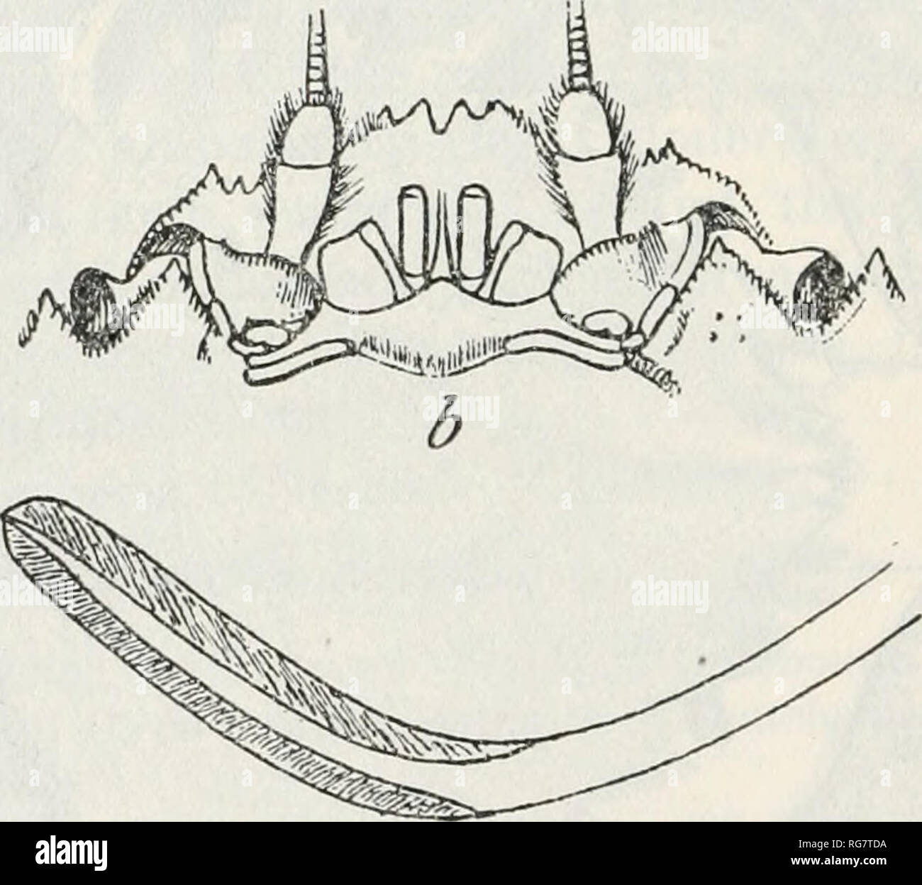 . Bulletin - United States National Museum. Science. Figure 22 ...