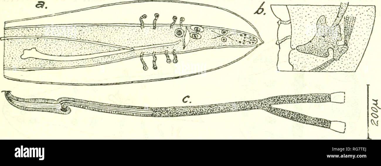 . Bulletin - United States National Museum. Science. NEMATODE PARASITES ...