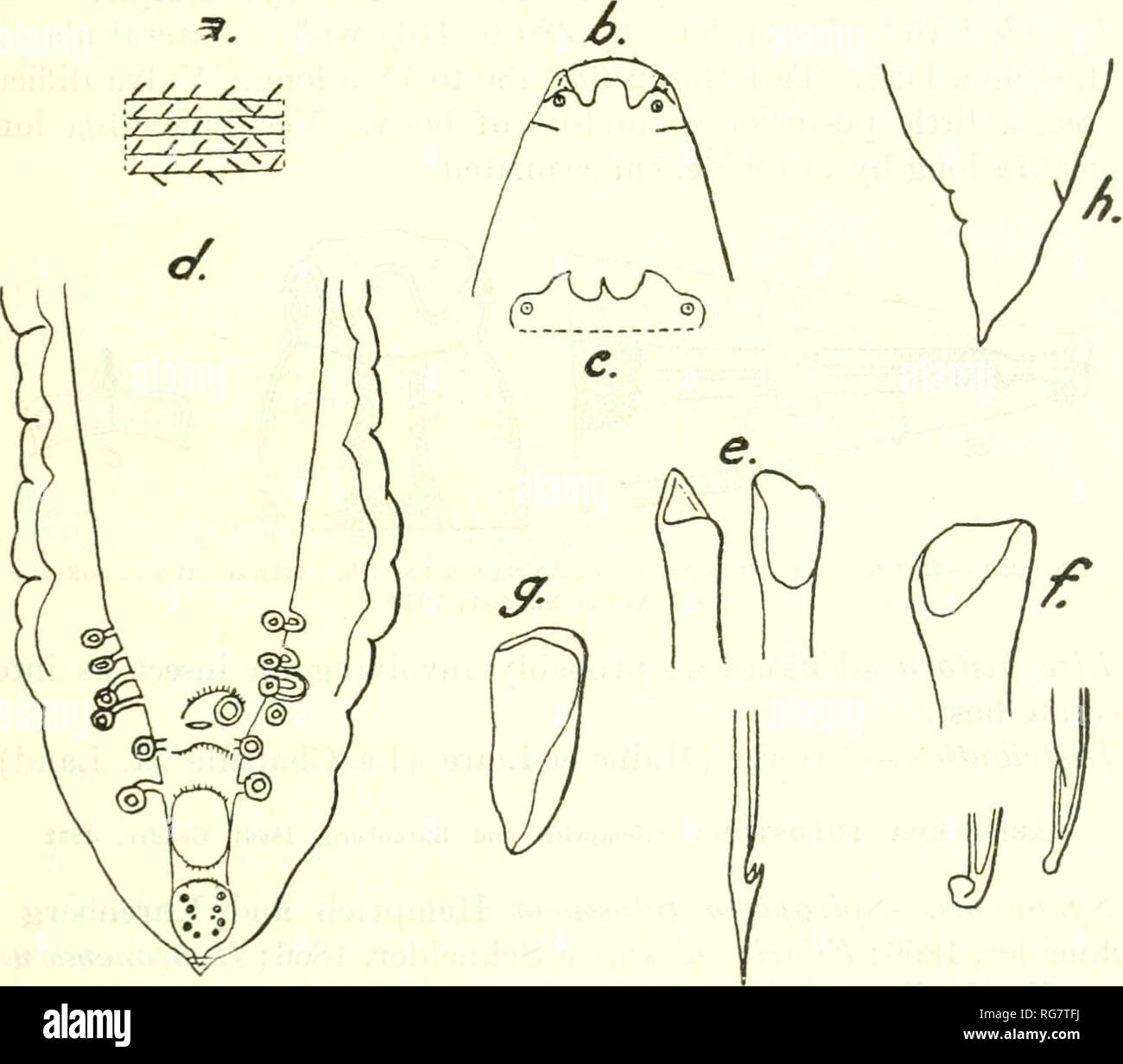 . Bulletin - United States National Museum. Science. NEMATODE PARASITES ...