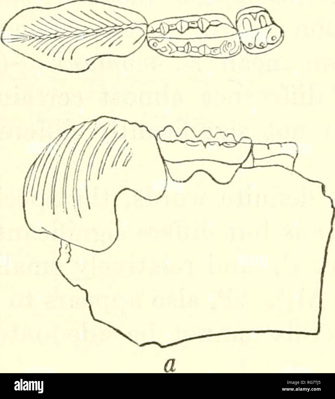 . Bulletin - United States National Museum. Science. 96 BULLETIN 169 ...