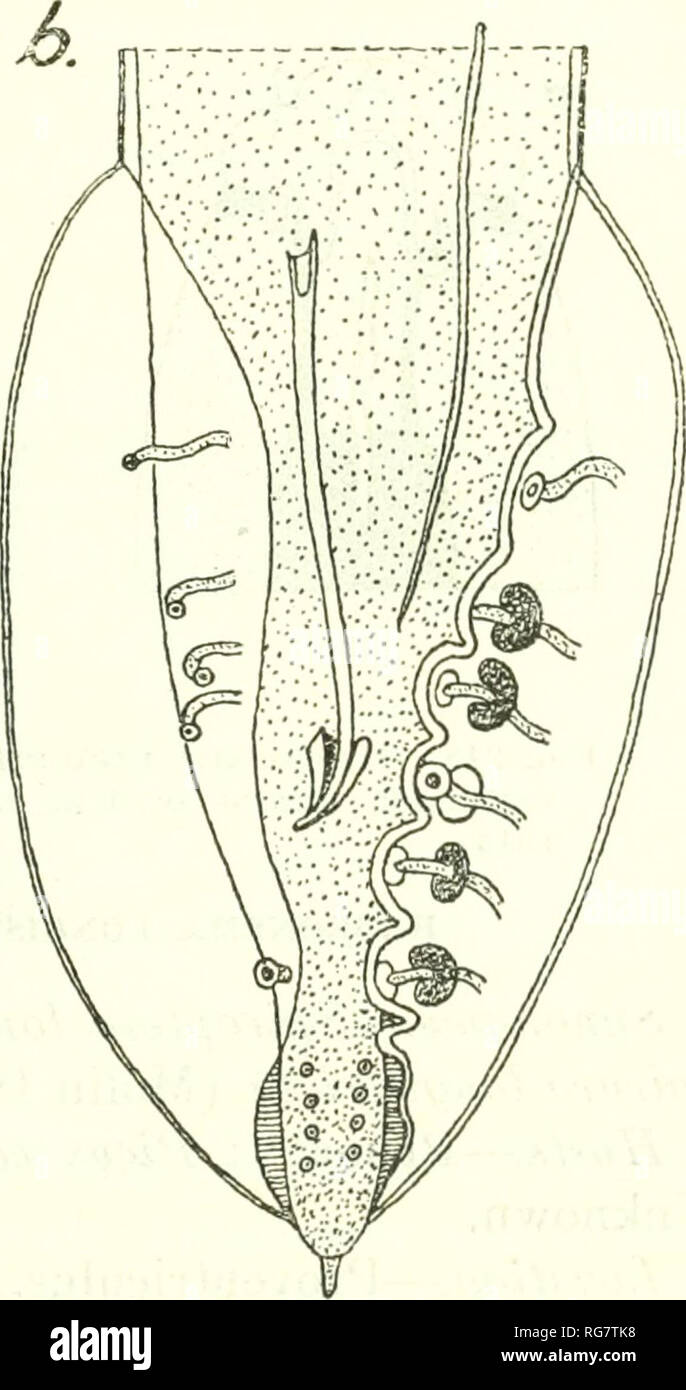 . Bulletin - United States National Museum. Science. Fig. 247 ...