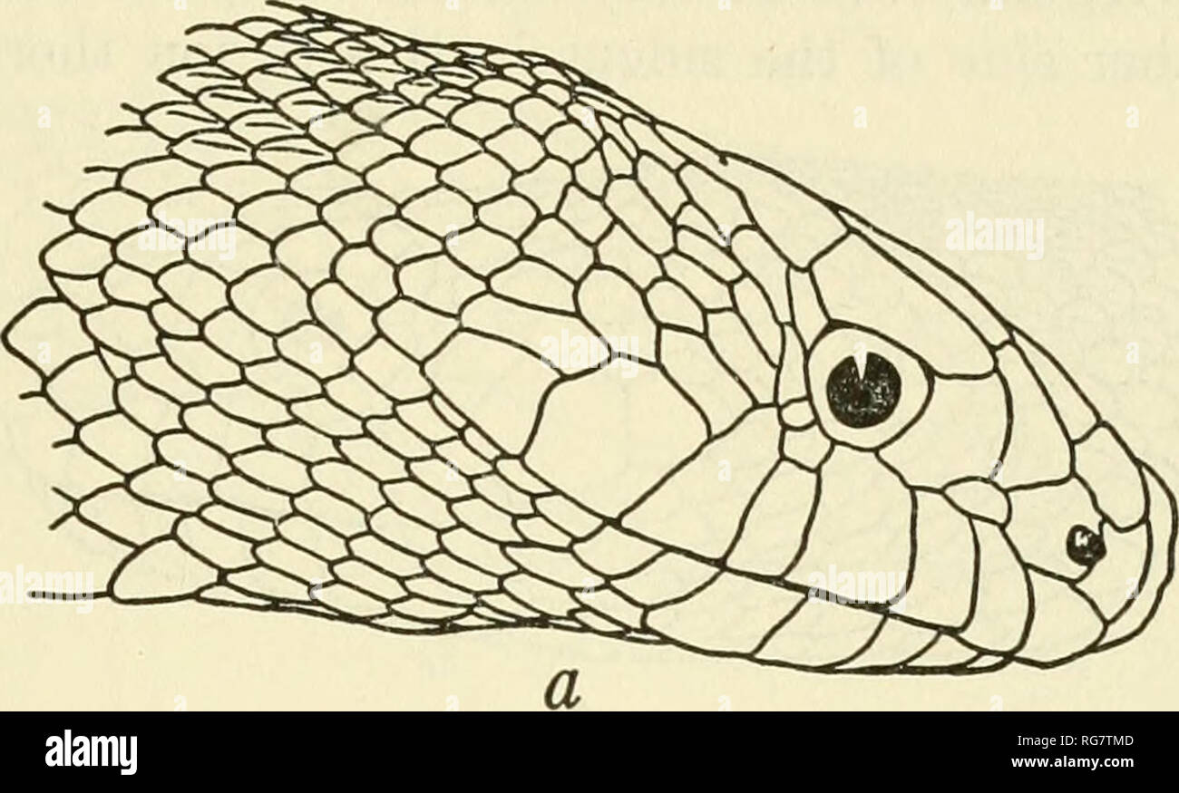. Bulletin - United States National Museum. Science. SNAKES OF THE ...
