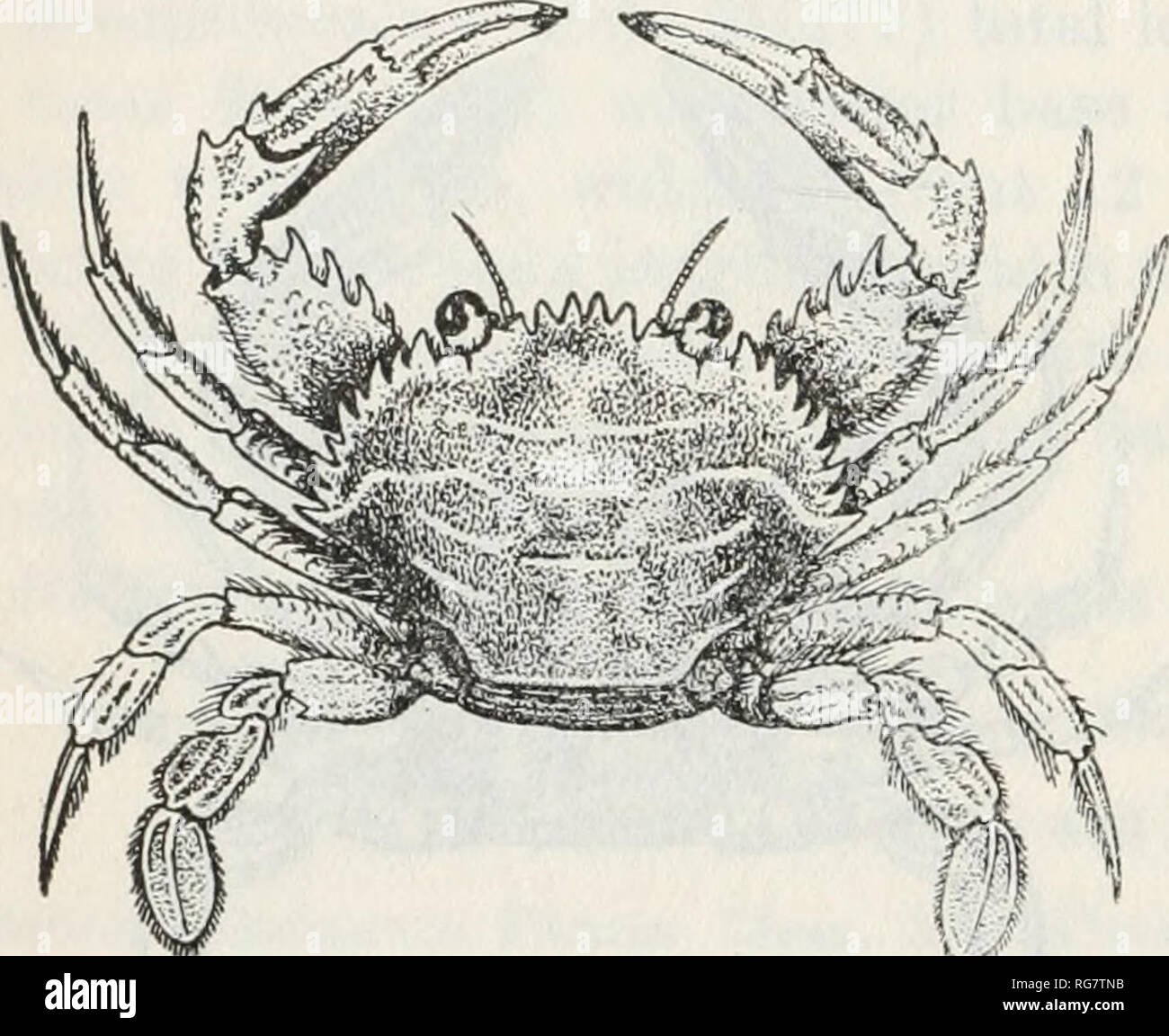 Galapagos albatross expedition hi-res stock photography and images - Alamy