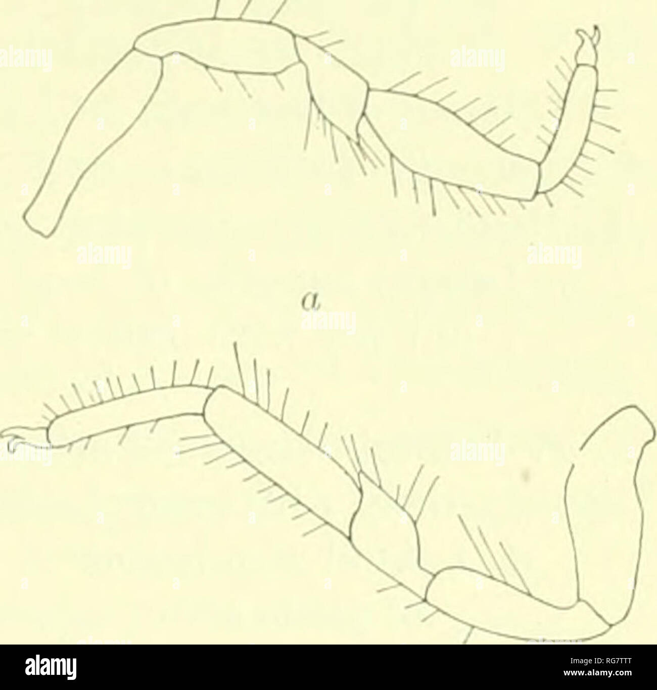 . Bulletin - United States National Museum. Science. FiC. 513 ...