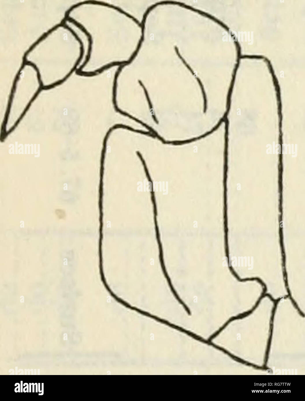 Lupa pelagica hi-res stock photography and images - Alamy