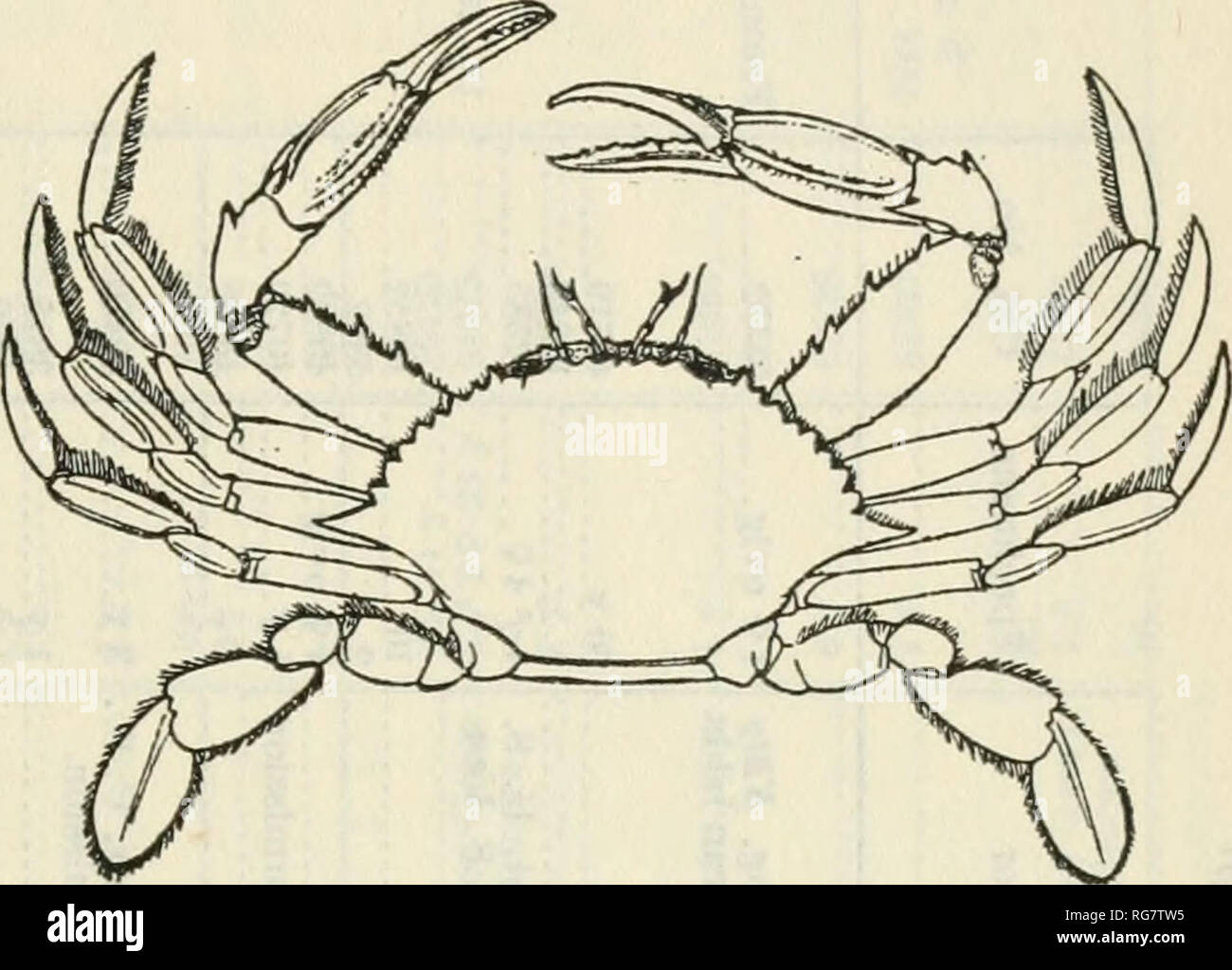 Cancer linnaeus hi-res stock photography and images - Alamy