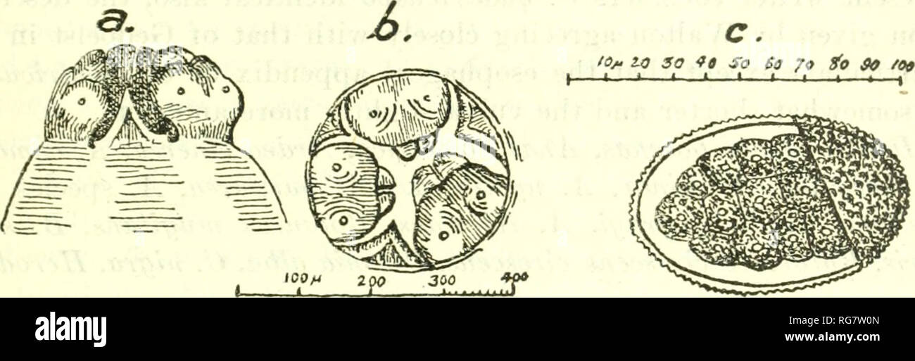 Contracaecum hi-res stock photography and images - Alamy