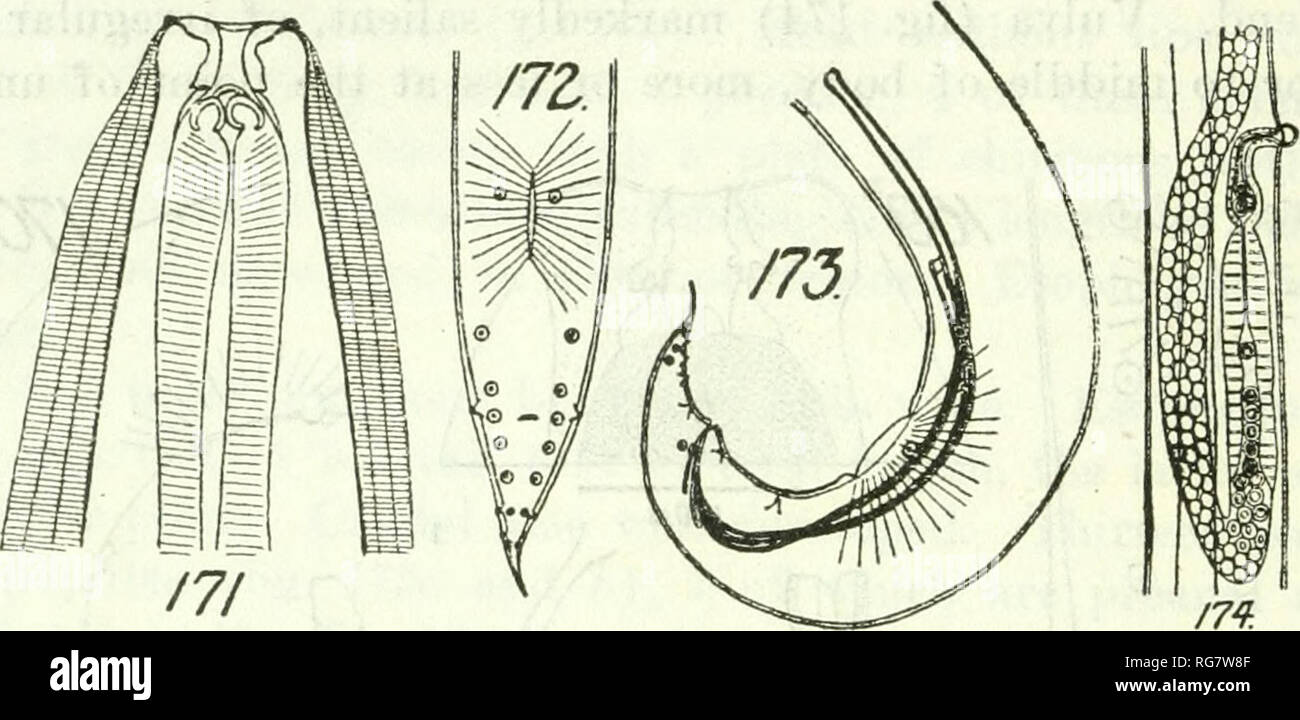 Esophageal morphology hi-res stock photography and images - Alamy