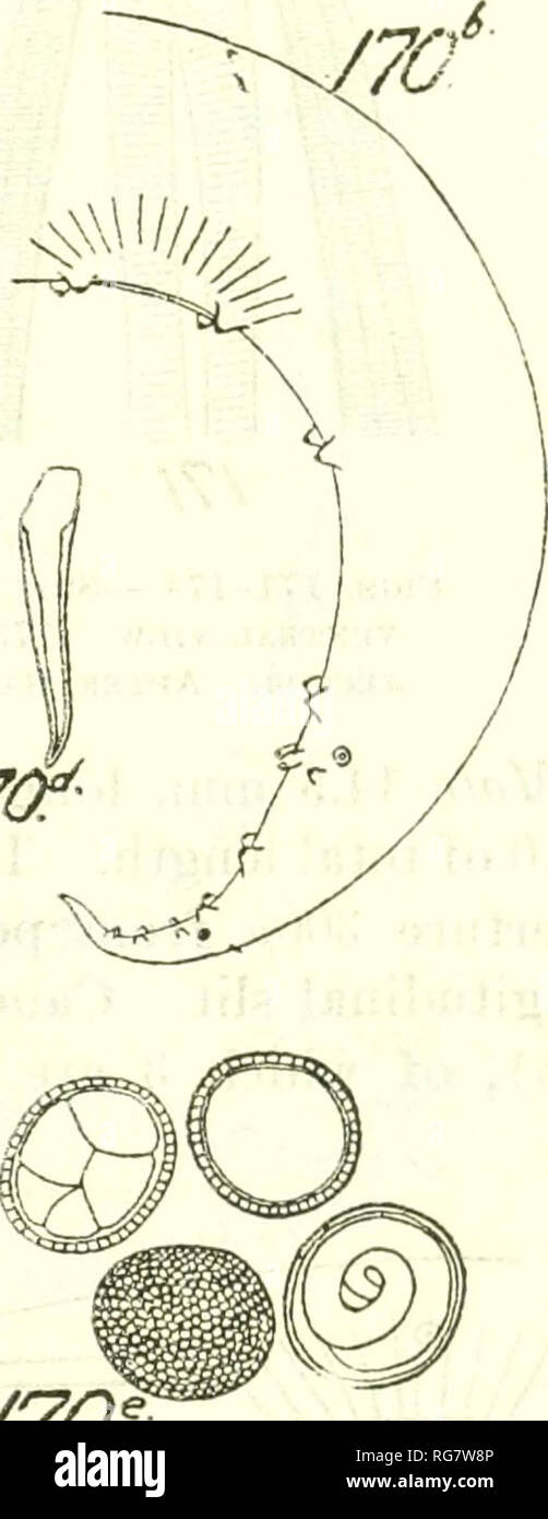 Ascaridia galli hi-res stock photography and images - Alamy