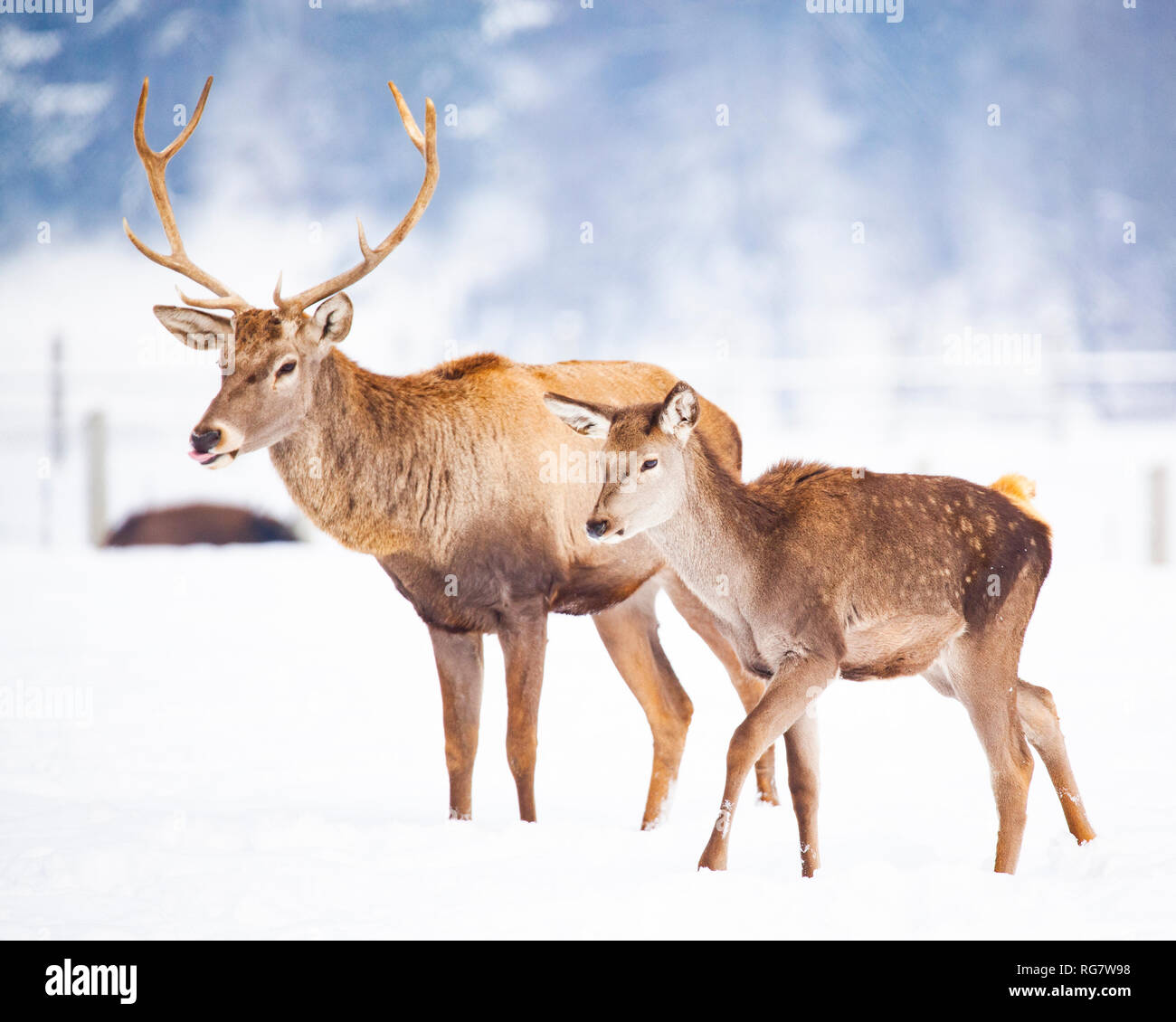 Canada deers in winter forest hi-res stock photography and images - Alamy
