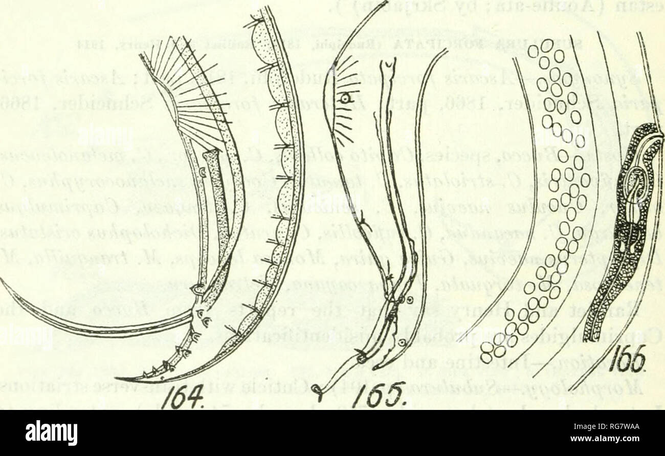 Ascaridia galli hi-res stock photography and images - Alamy