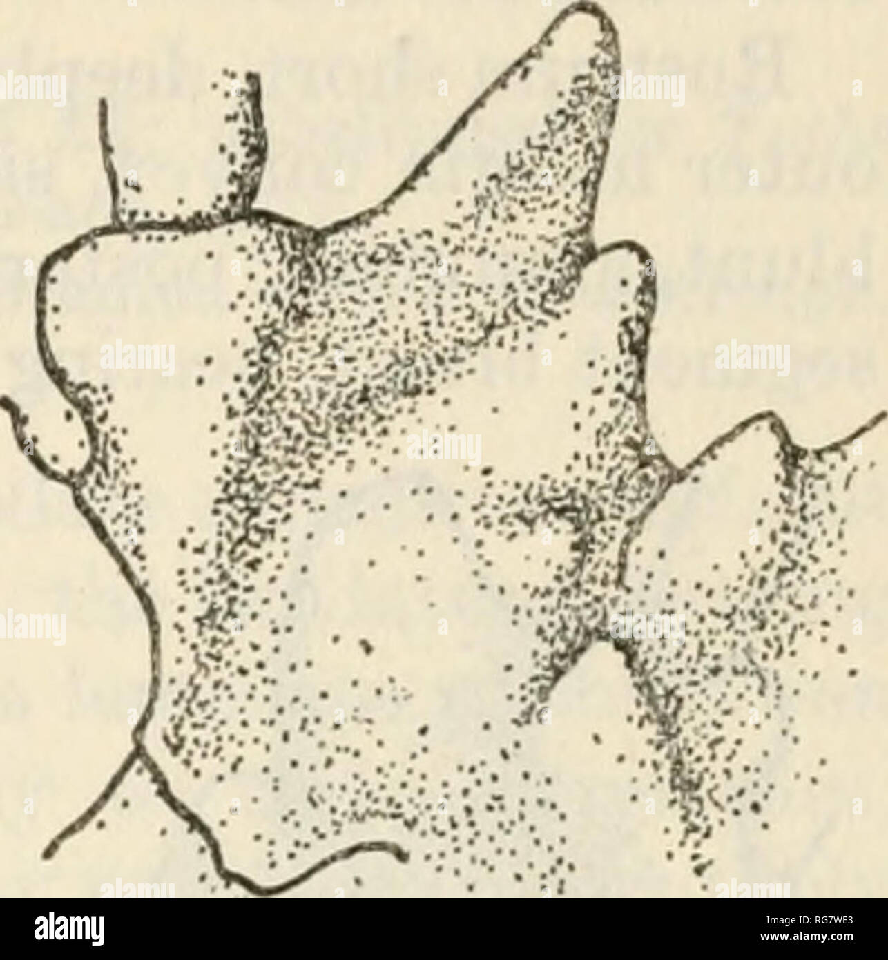 Long in the tooth spider hi-res stock photography and images - Alamy