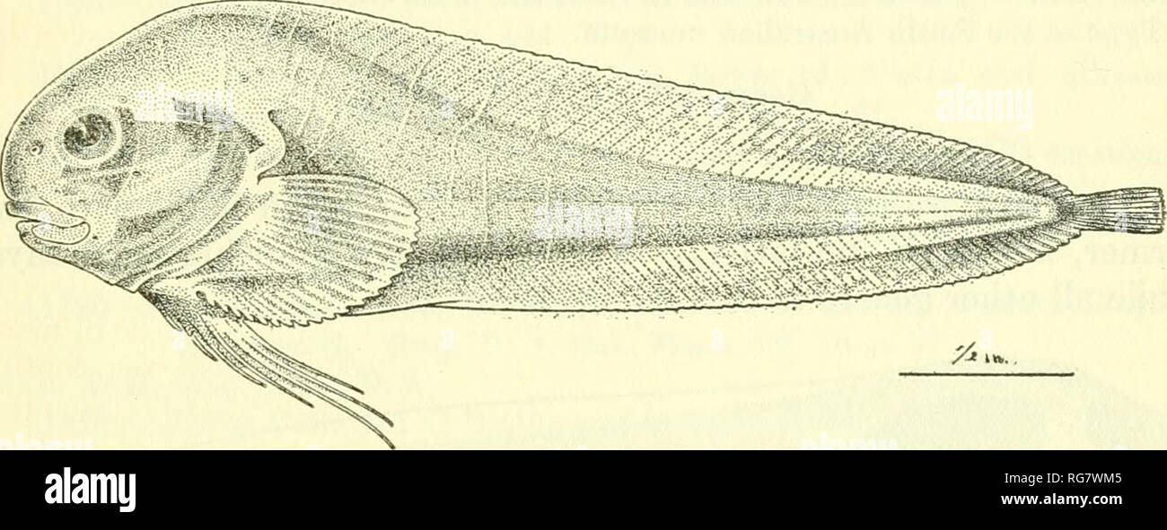 Liparidae hi-res stock photography and images - Alamy