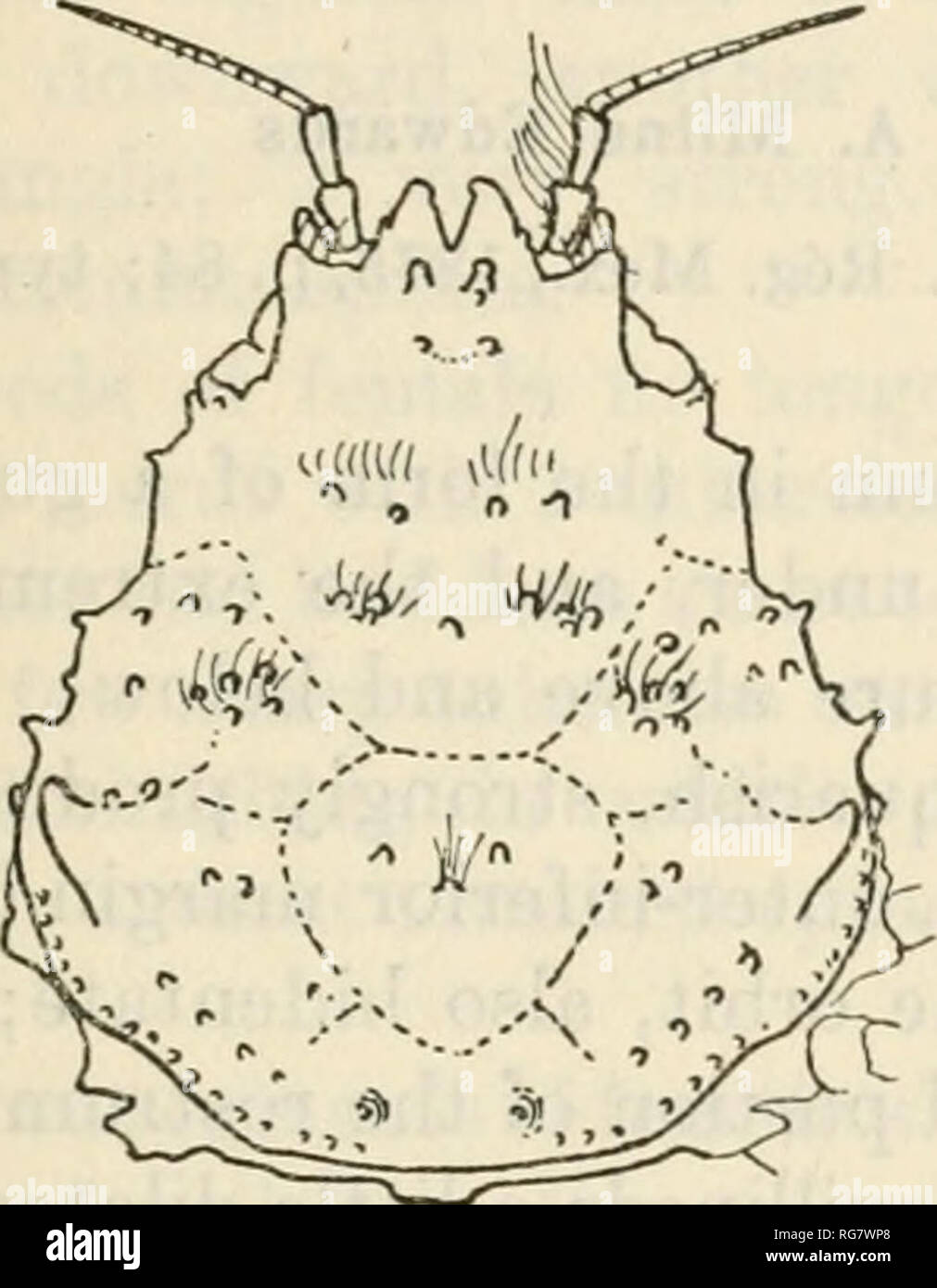 . Bulletin - United States National Museum. Science. THE SPIDER CRABS ...