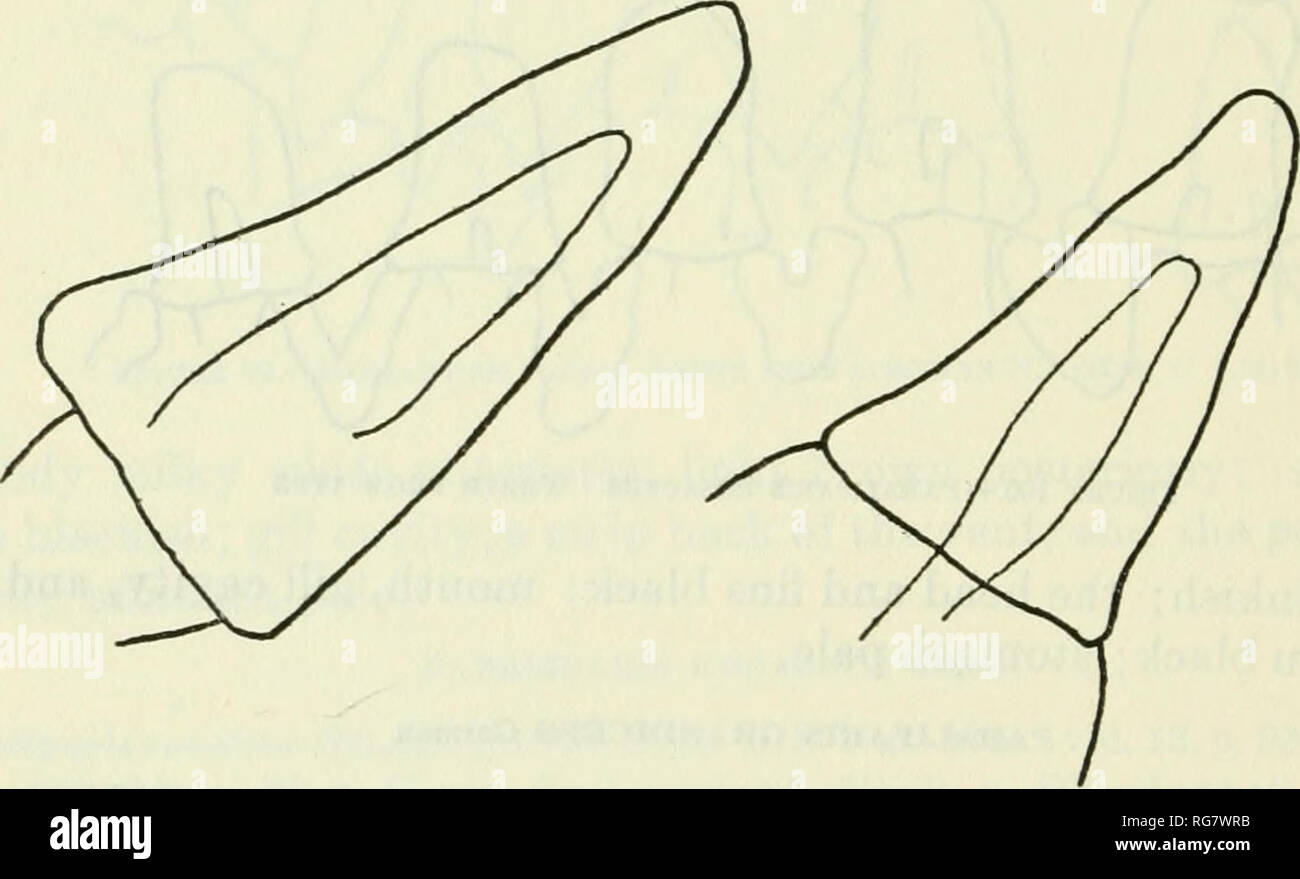 Broad robust teeth hi-res stock photography and images - Alamy