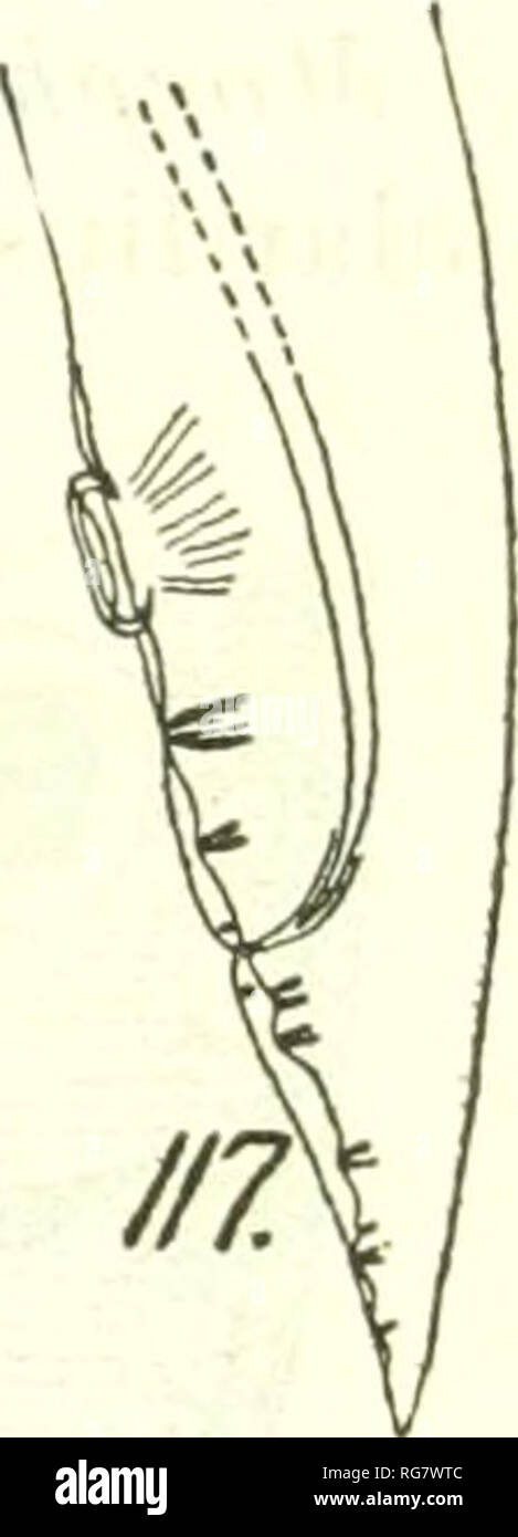 Ascaridia galli hi-res stock photography and images - Alamy