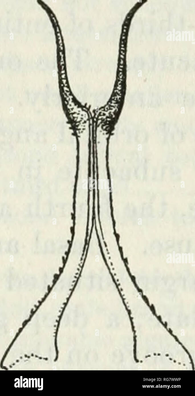. Bulletin - United States National Museum. Science. 358 BULLETIN 129 ...
