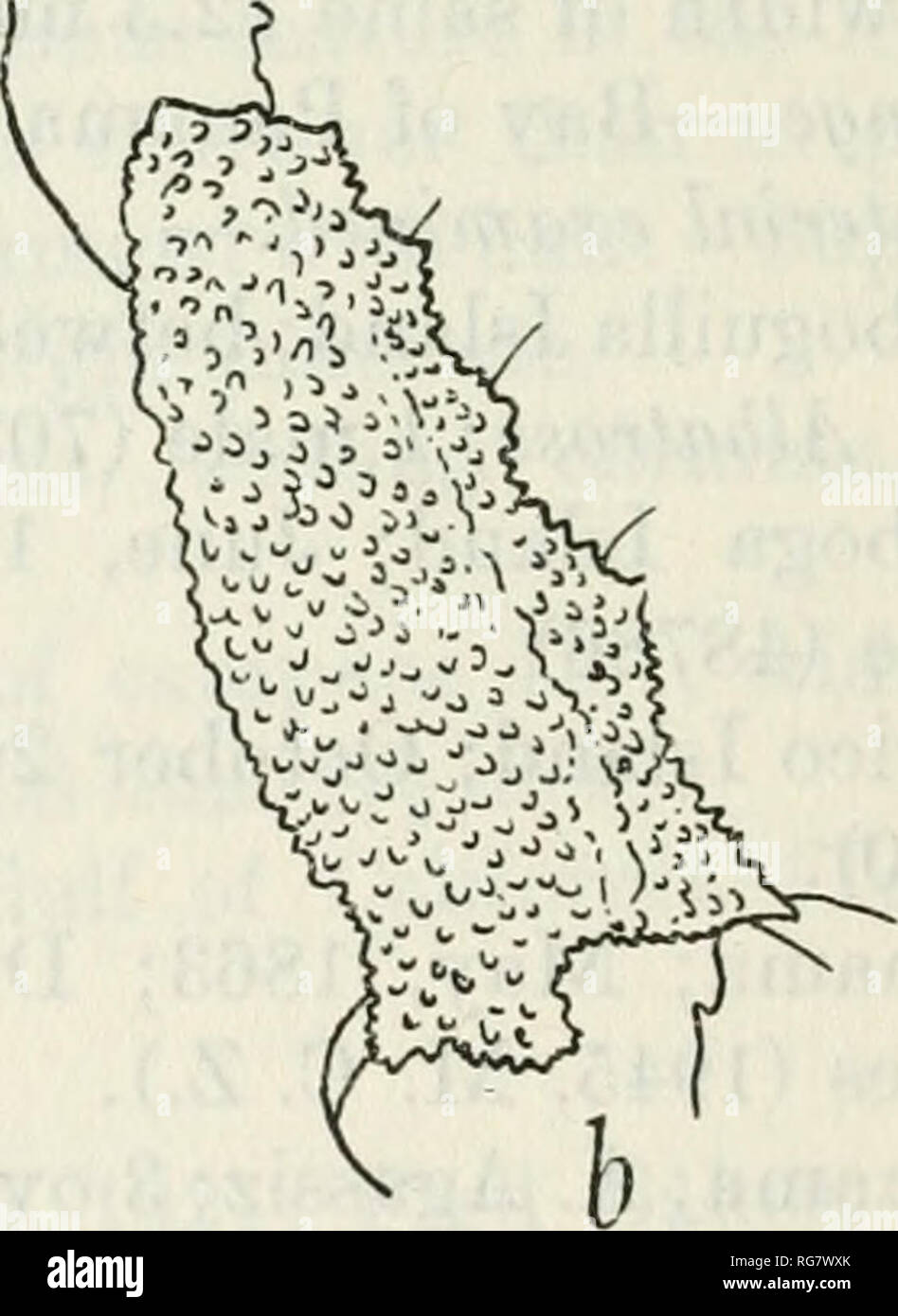 Cara dorsal hi-res stock photography and images - Alamy