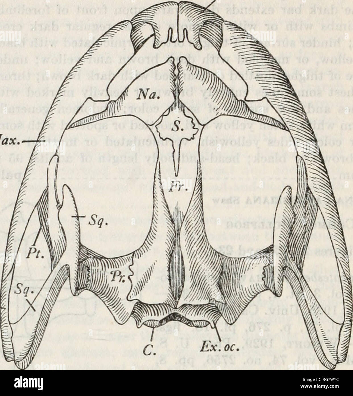 Frontoparietal hi-res stock photography and images - Alamy