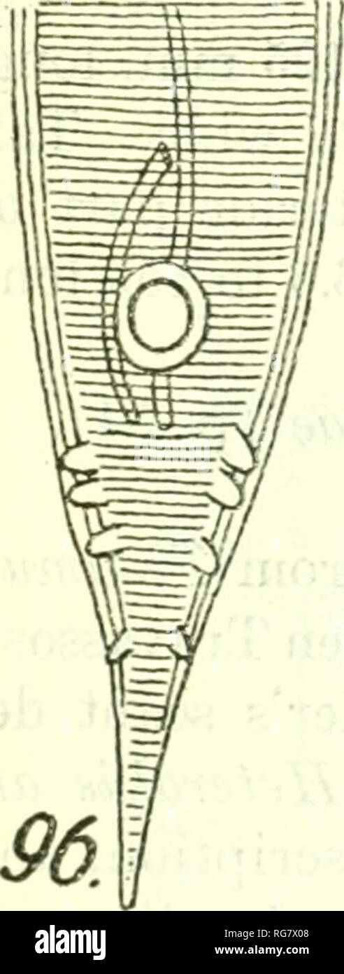 . Bulletin - United States National Museum. Science. NEMATODE PAEASITES ...