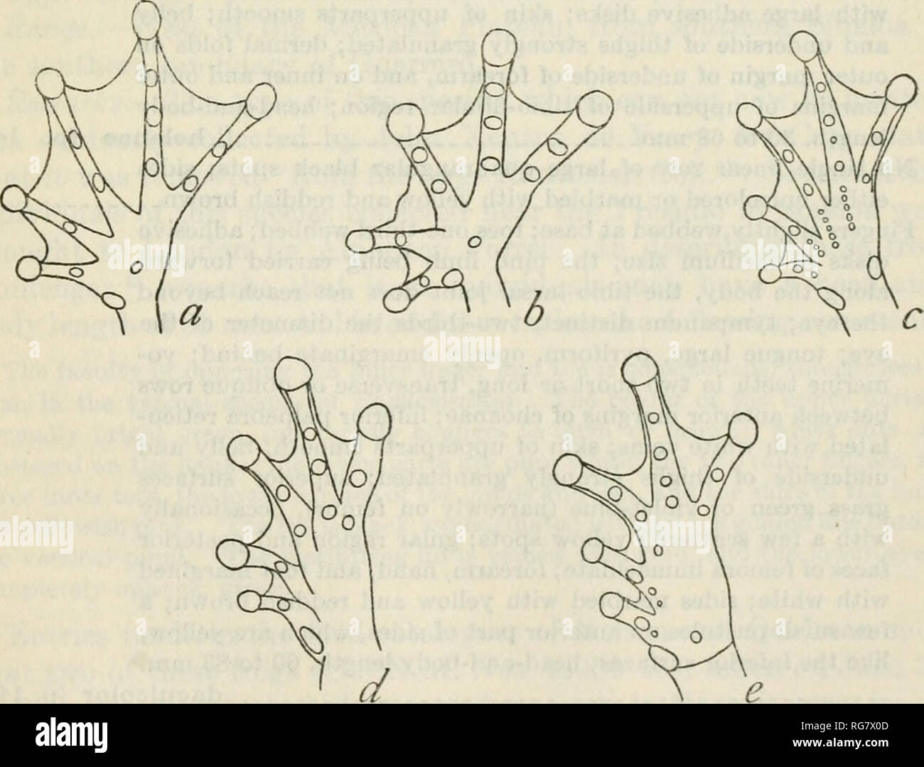 . Bulletin - United States National Museum. Science. FlOUEE 19.—Fore ...