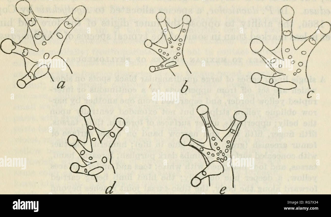 . Bulletin - United States National Museum. Science. MEXICAN TAILLESS ...