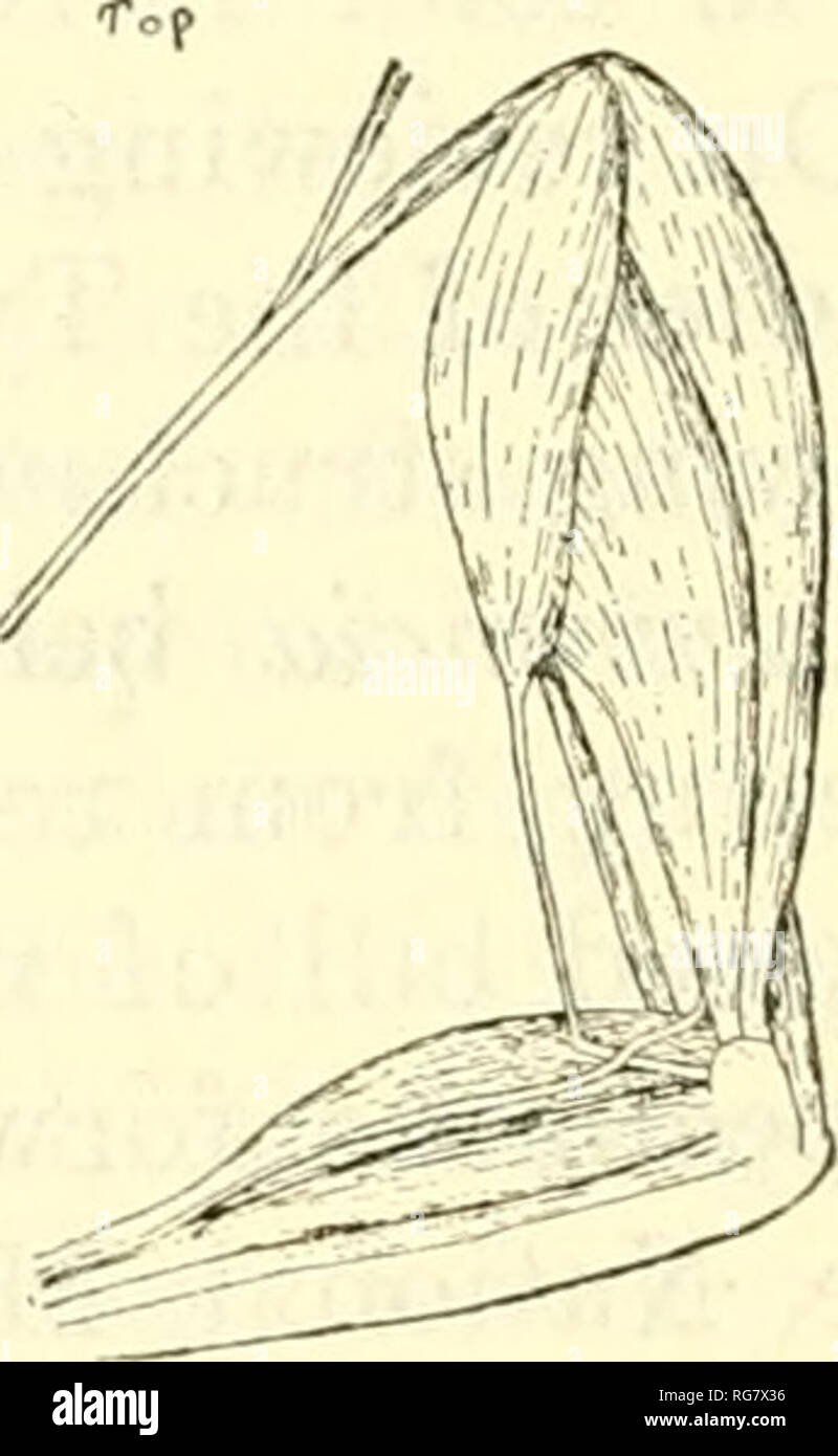 . Bulletin - United States National Museum. Science. Figure 2.—Upper ...