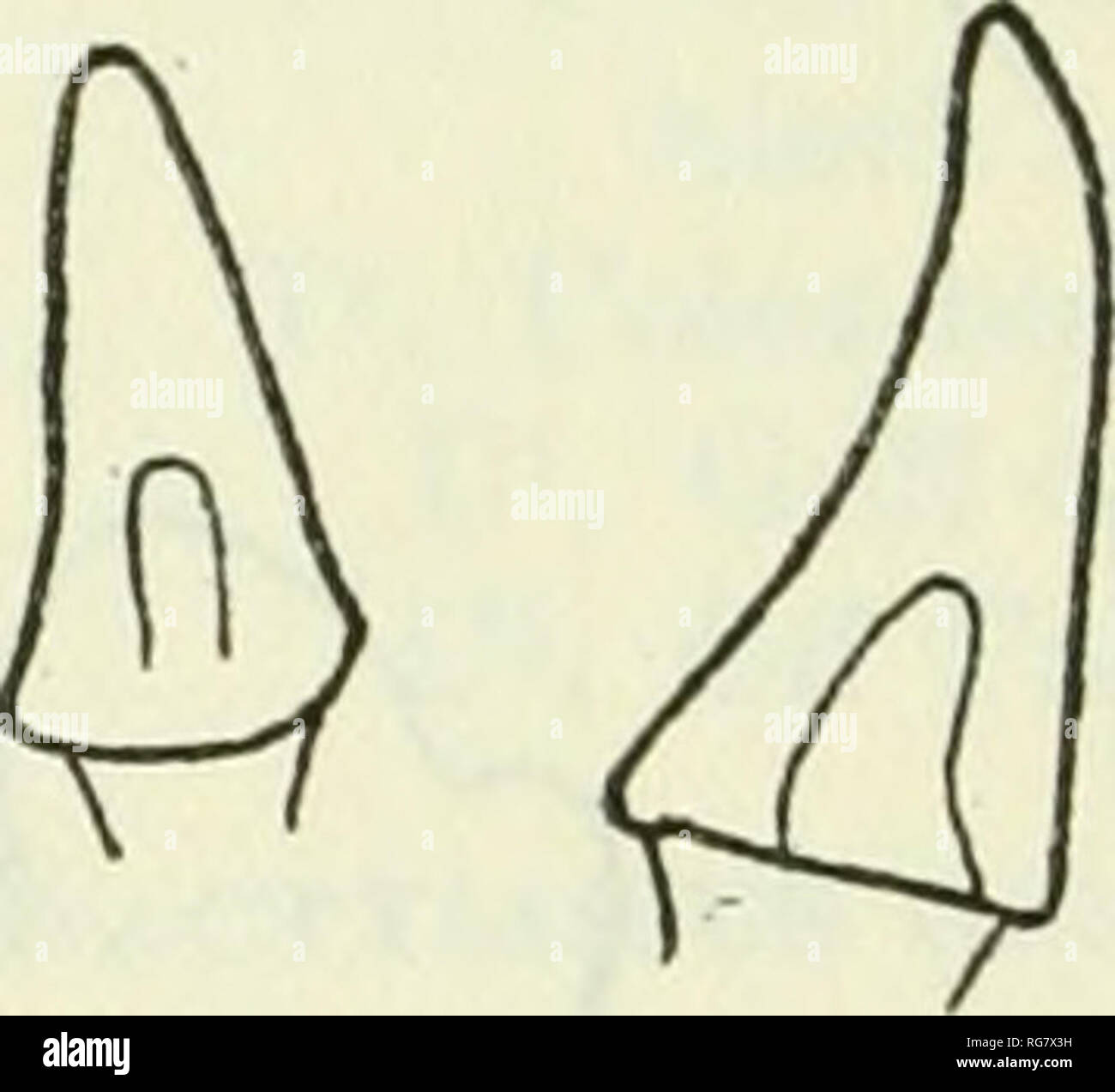 Slightly oblique vertical rows hi-res stock photography and images - Alamy