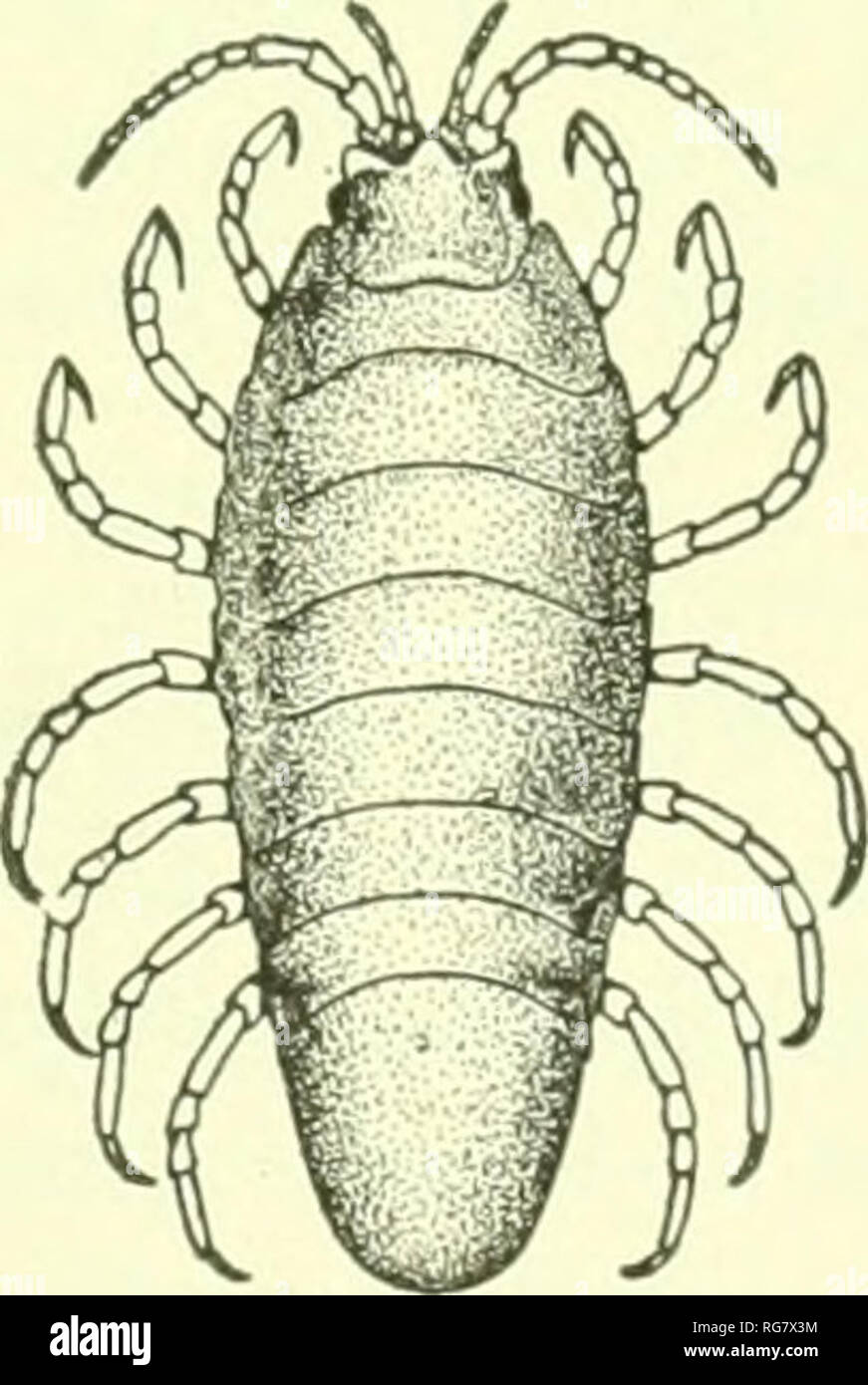 Group isopods hi-res stock photography and images - Alamy