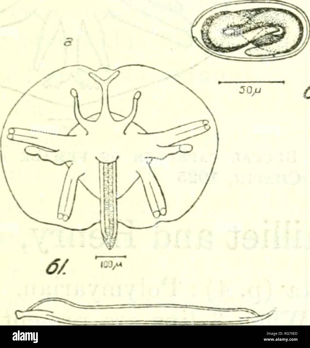 . Bulletin - United States National Museum. Science. NEMATODE PARASITES ...