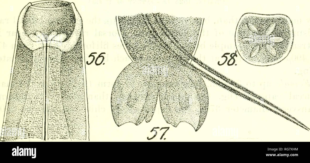 Nematode fish High Resolution Stock Photography and Images - Alamy
