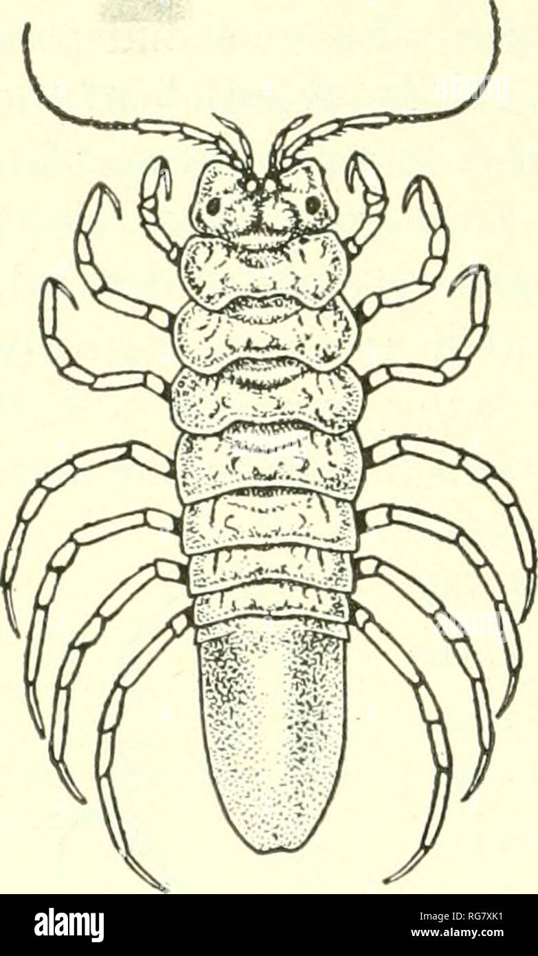 Frontal notch hi-res stock photography and images - Alamy