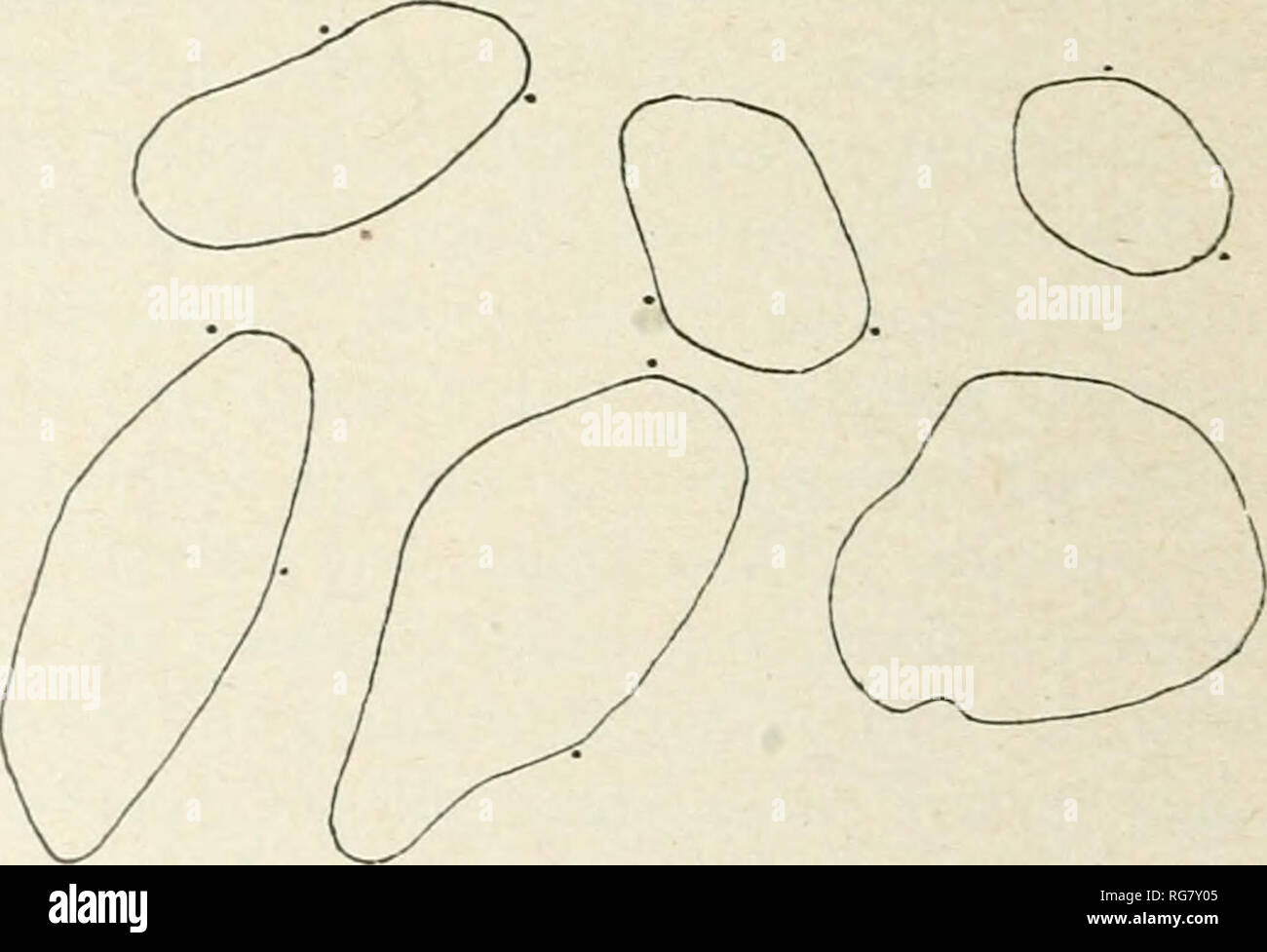 . Bulletin - United States National Museum. Science. Fig. 193.—Opalina ...