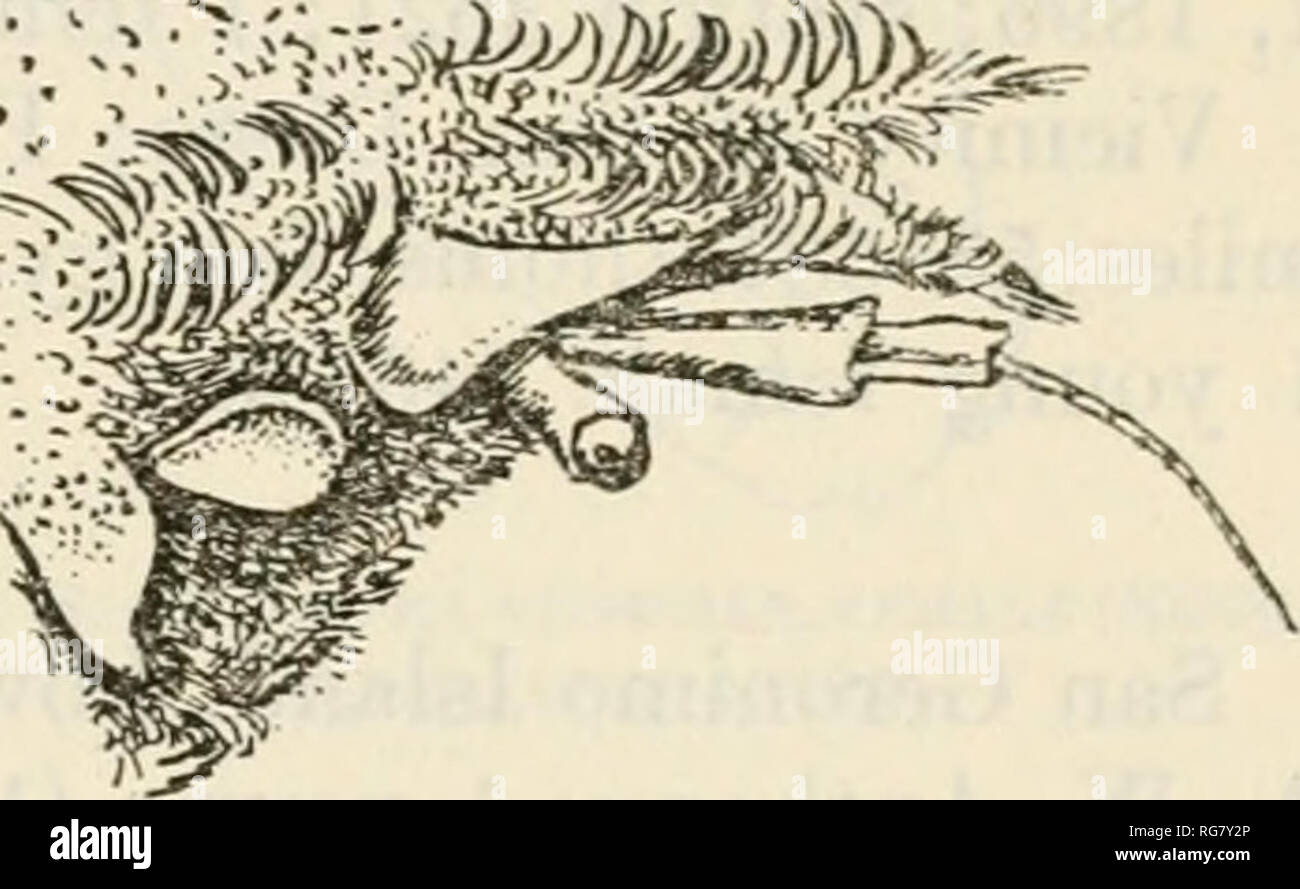 Long in the tooth spider hi-res stock photography and images - Alamy