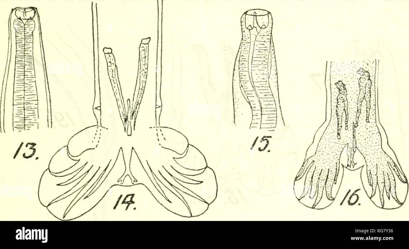 . Bulletin - United States National Museum. Science. NEMATODE PARASITES ...