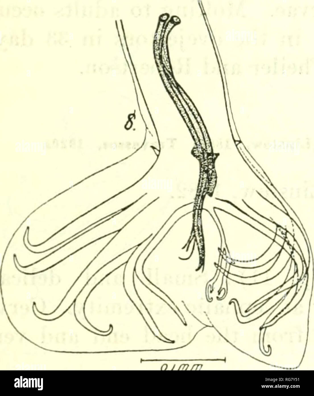 Thin curved stems hi-res stock photography and images - Alamy