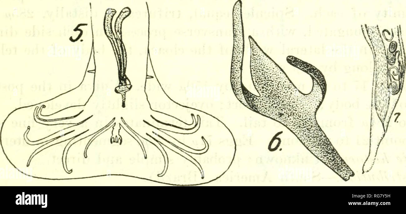 . Bulletin - United States National Museum. Science. NEMATODE PARASITES ...