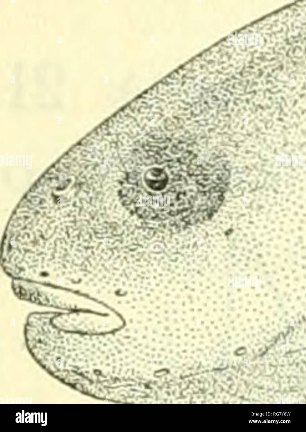 Prominent nostril tube hi-res stock photography and images - Alamy