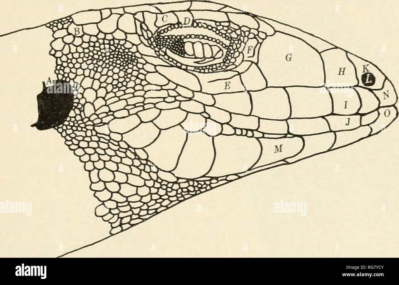 Teiid hi-res stock photography and images - Alamy
