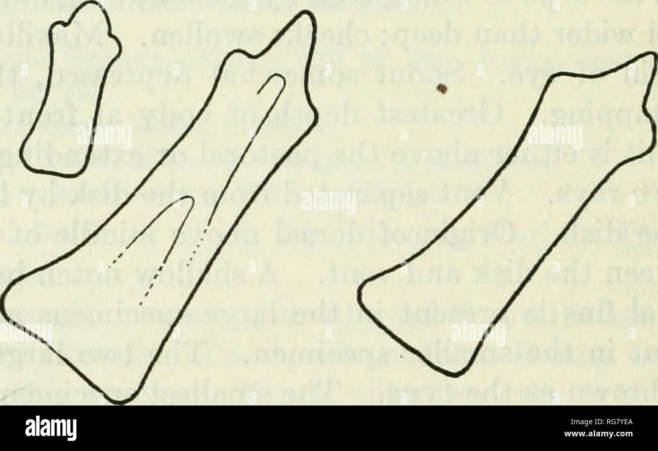 . Bulletin - United States National Museum. Science. Figure 22 ...