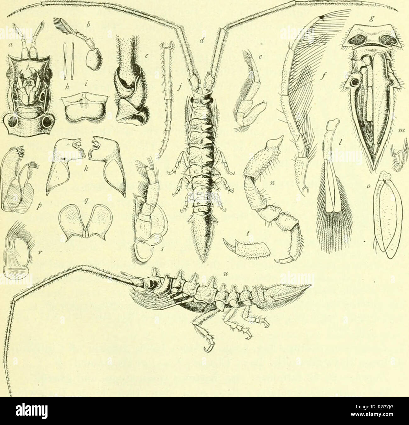 . Bulletin - United States National Museum. Science. ISOPOD8 OF NORTH ...