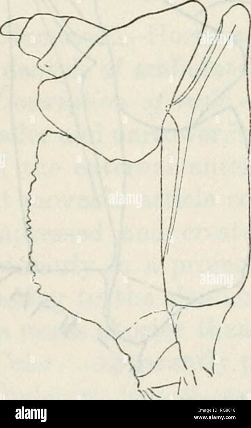 Marginal sinus hi-res stock photography and images - Alamy