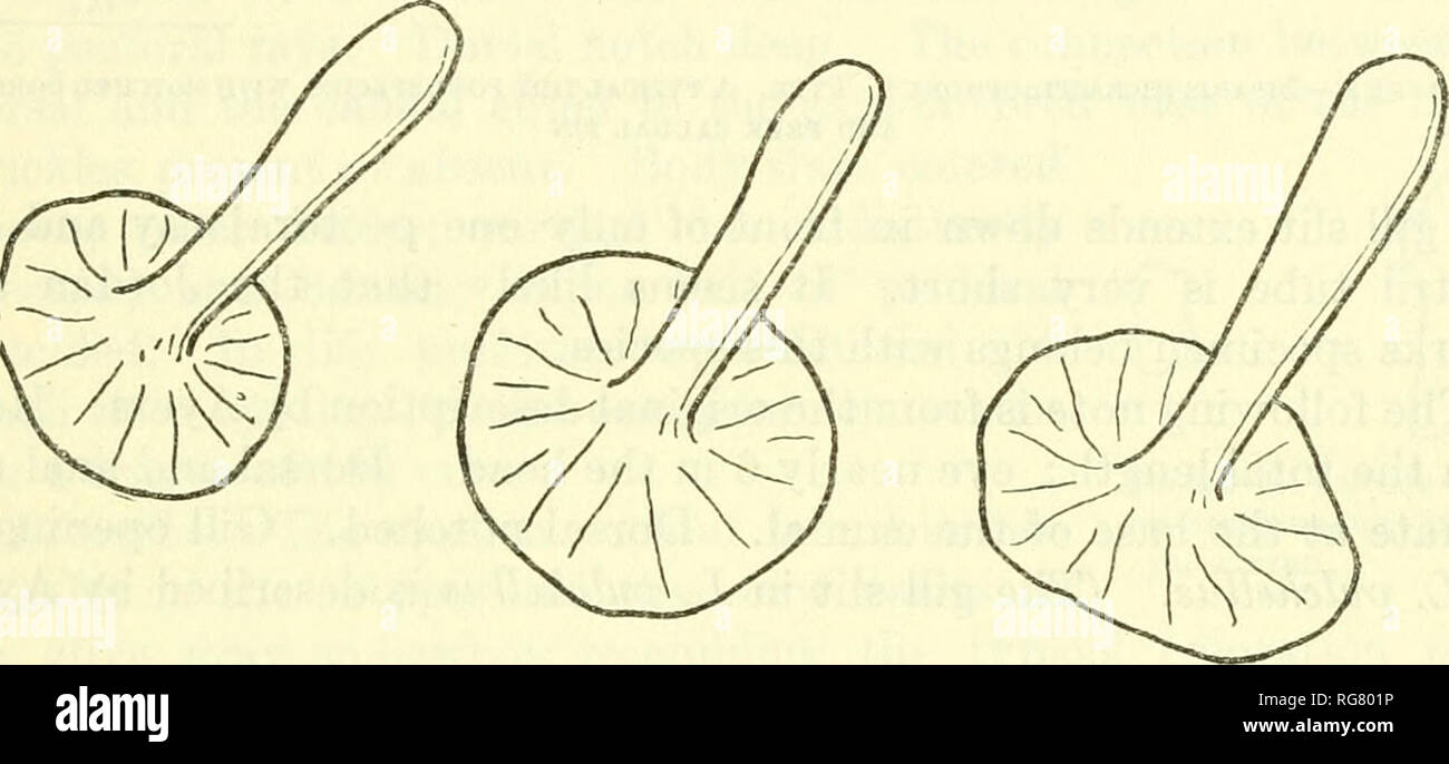 . Bulletin - United States National Museum. Science. REVISION OF THE ...