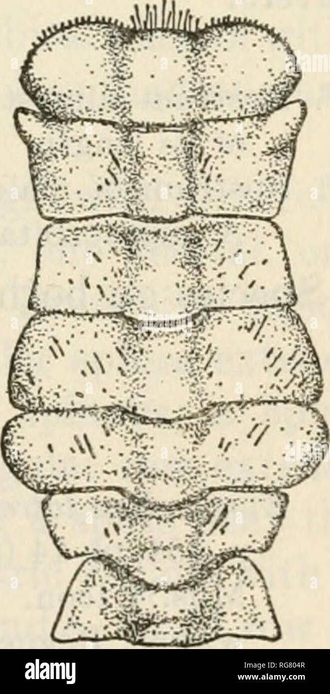 . Bulletin - United States National Museum. Science. THE SPIDER CBABS ...