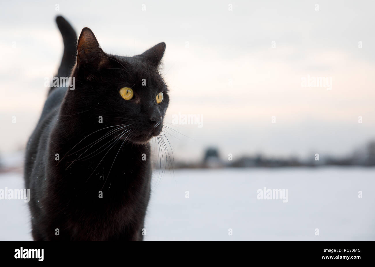 Grumpy Cat Winter Is Coming