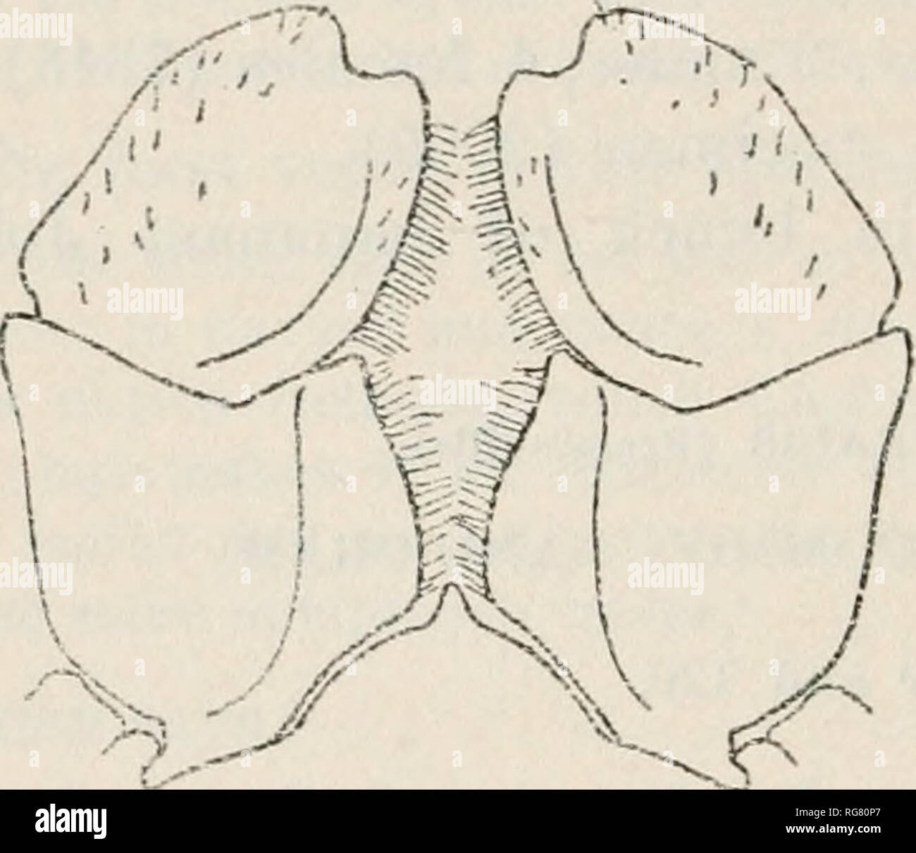 . Bulletin - United States National Museum. Science. 356 BULLETIN 97 ...